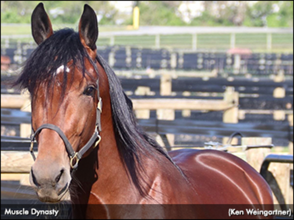 Concentration Key For Muscle Dynasty | Standardbred Canada