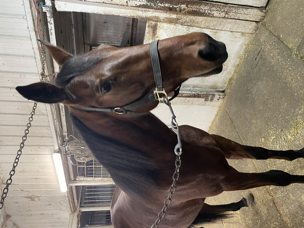 Uptown Miki | Standardbred Canada