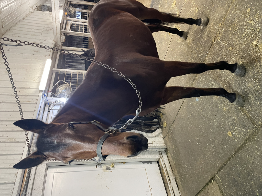 Uptown Miki | Standardbred Canada